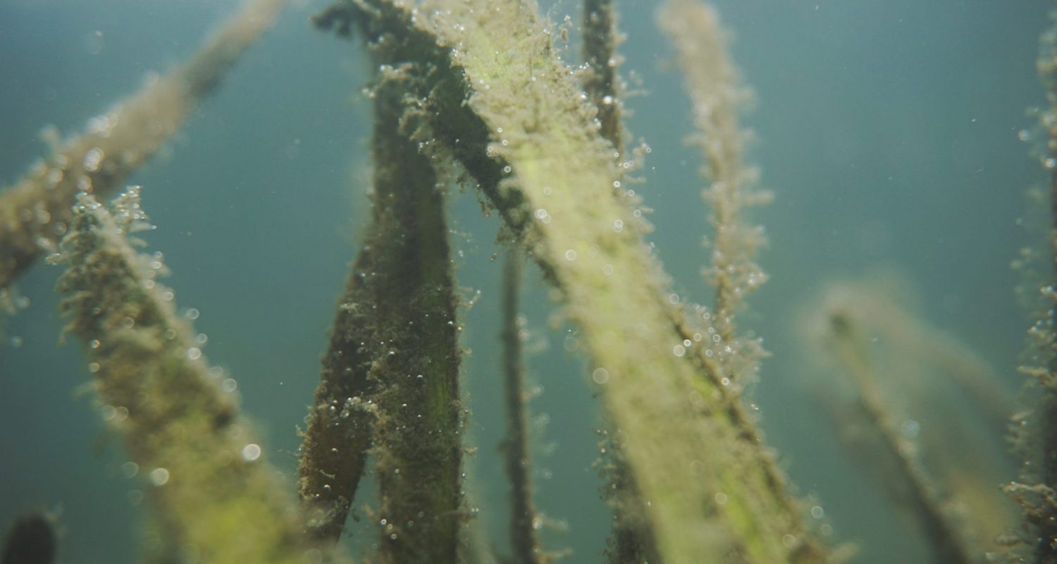 Kondisi Padang Lamun yang Ada di Beberapa Wilayah Perairan di Indonesia ...